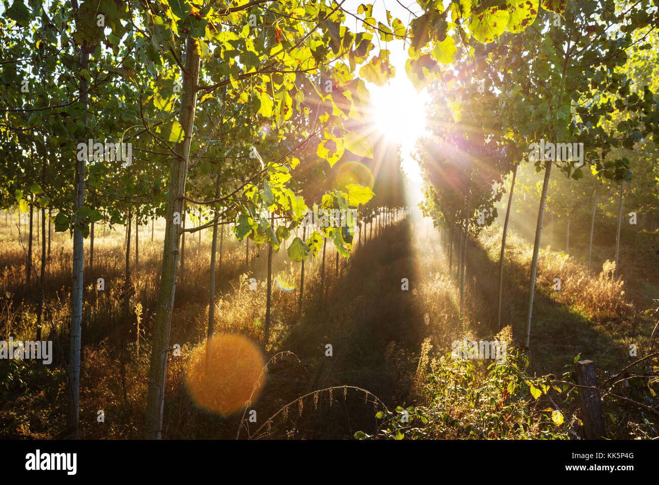 Sunny beams in forest Stock Photo - Alamy