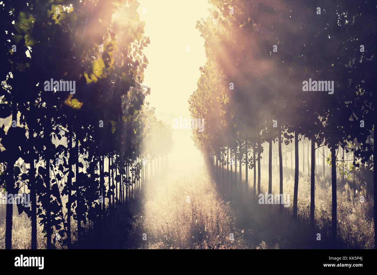 Sunny beams in forest Stock Photo - Alamy