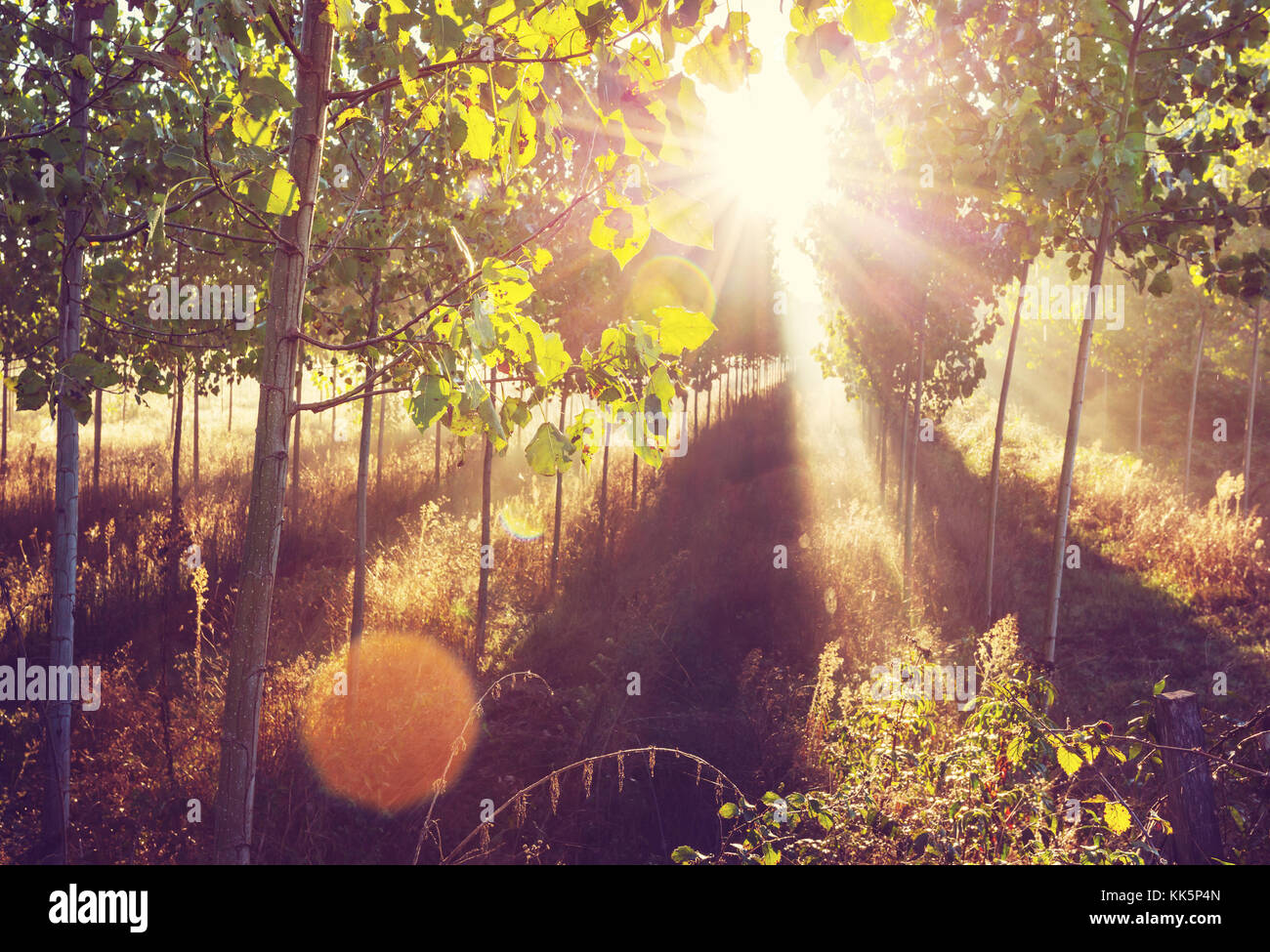 Sunny beams in forest Stock Photo - Alamy