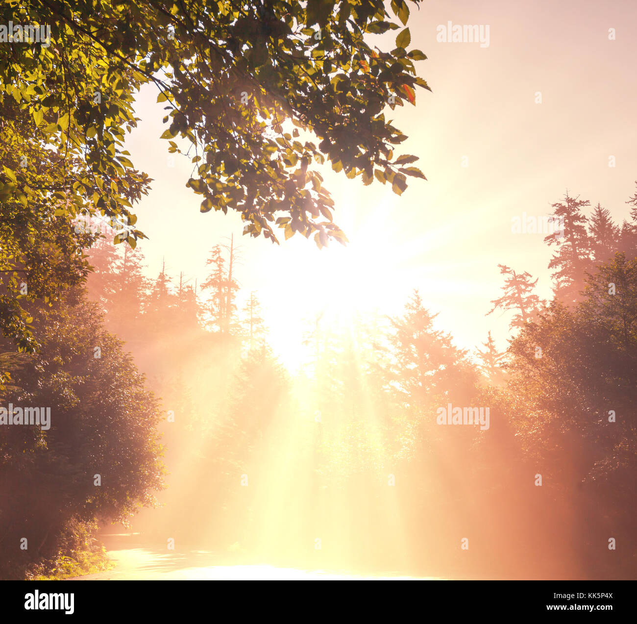 Sunny beams in forest Stock Photo - Alamy