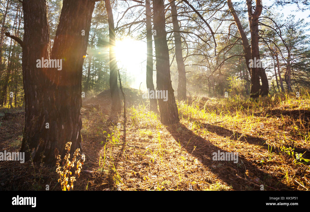 Sunny beams in forest Stock Photo - Alamy