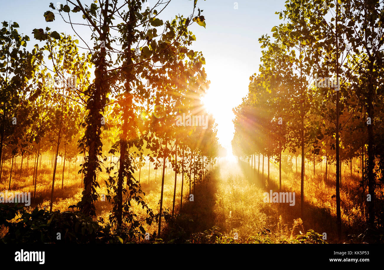 Sunny beams in forest Stock Photo - Alamy