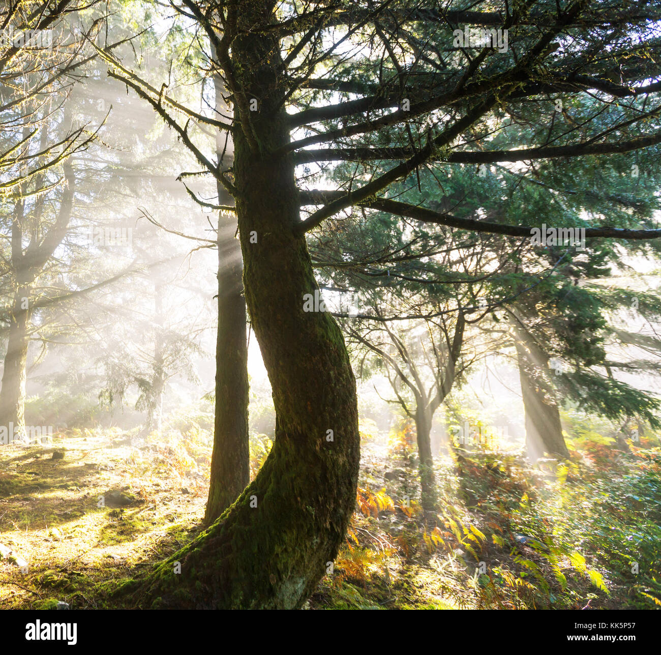 Sunny beams in forest Stock Photo - Alamy