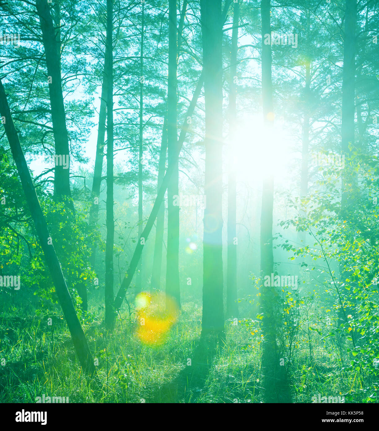 Sunny beams in forest Stock Photo - Alamy