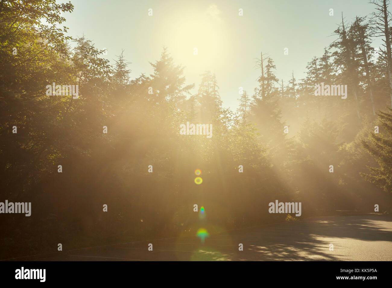 Sunny beams in forest Stock Photo - Alamy