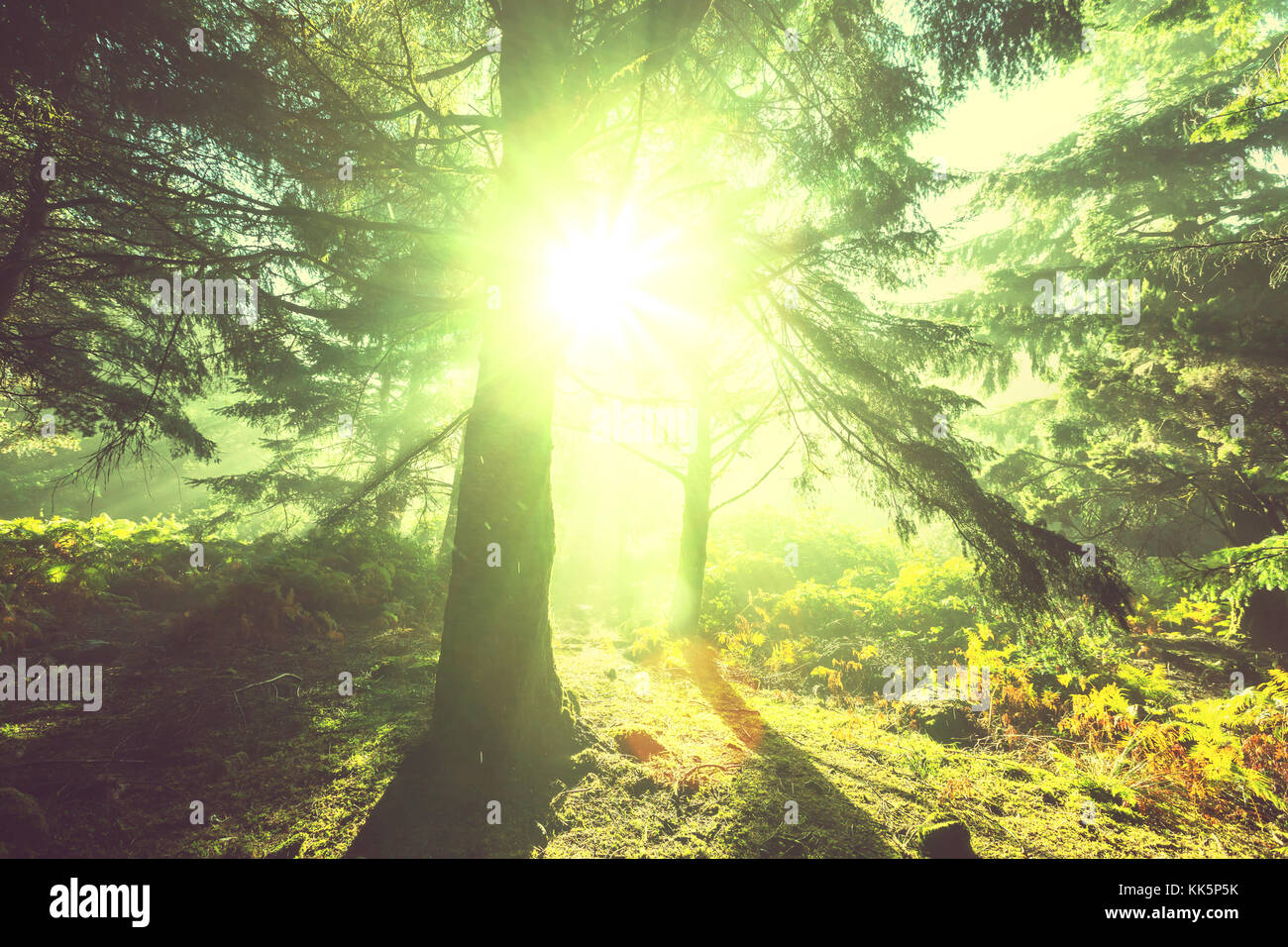 Sunny beams in forest Stock Photo - Alamy