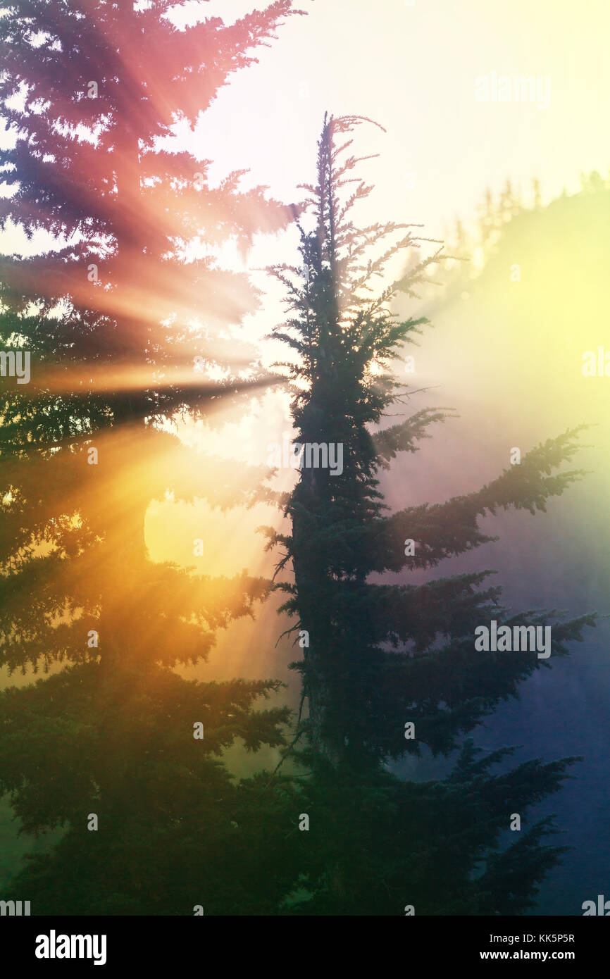 Sunny beams in forest Stock Photo - Alamy