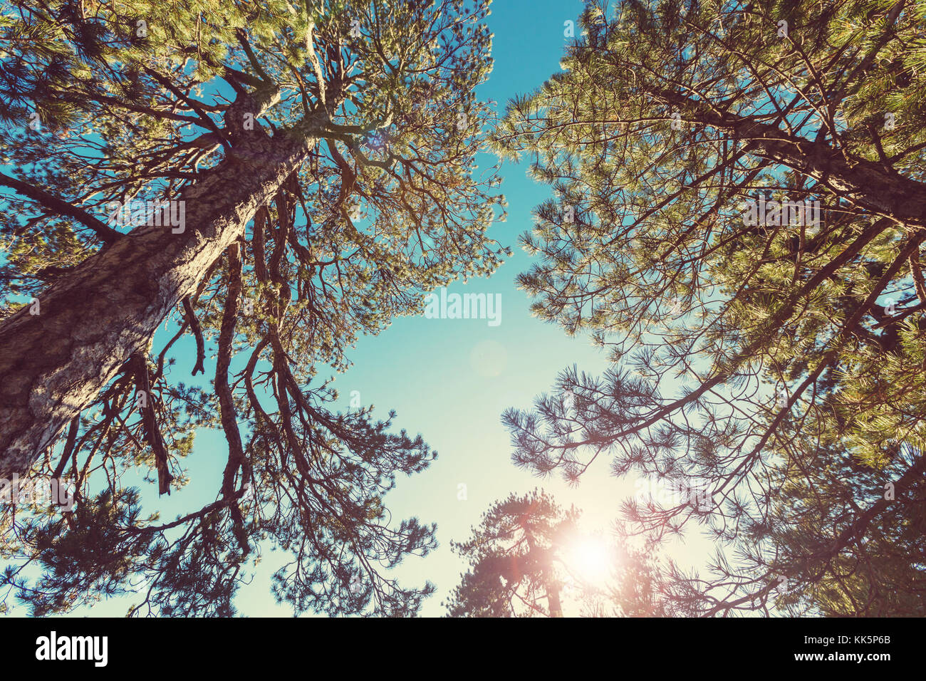 Sunny beams in the forest Stock Photo - Alamy