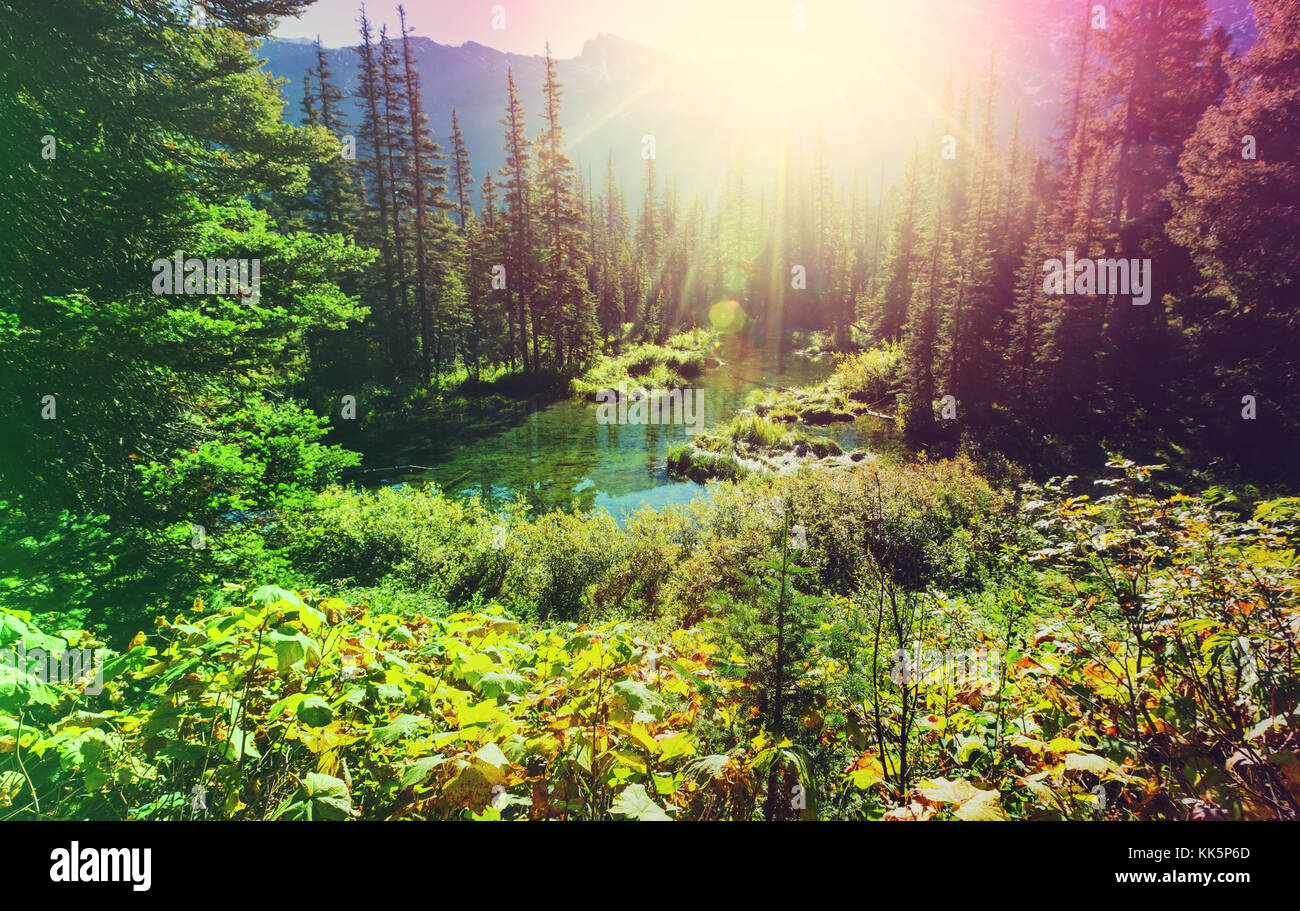 Sun beams in clear day in the green forest Stock Photo - Alamy