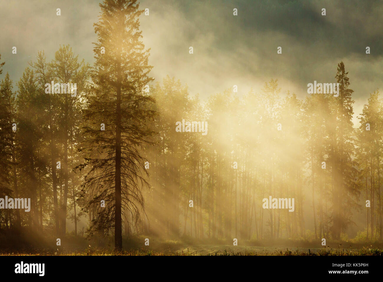 Sun beams in clear day in the green forest Stock Photo - Alamy