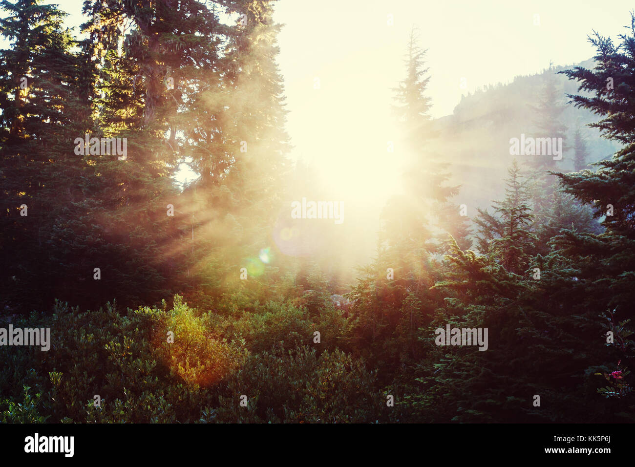 Sun beams in clear day in the green forest Stock Photo - Alamy