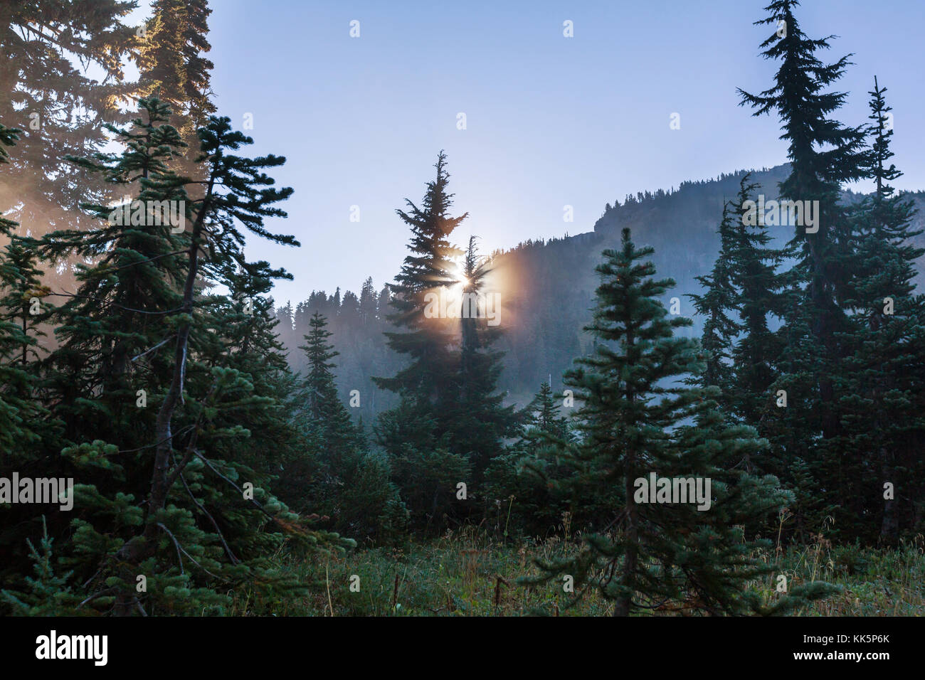 Sun beams in clear day in the green forest Stock Photo - Alamy