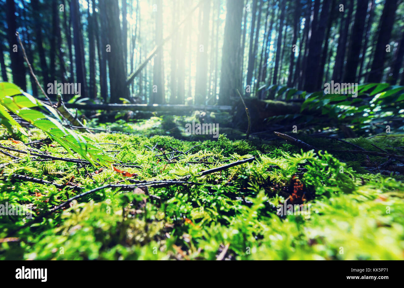 Sun beams in clear day in the green forest Stock Photo - Alamy