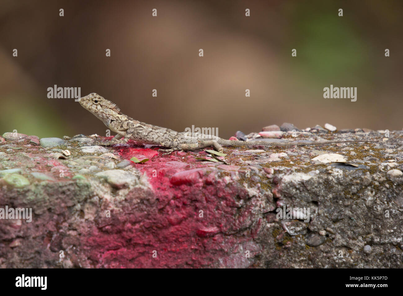 Close up of Brown Lizard Animal on Concrete background Stock Photo - Alamy
