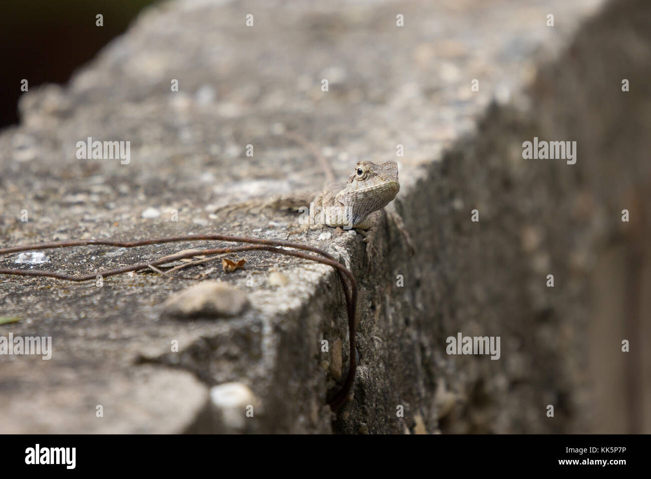Close up of Brown Lizard Animal on Concrete background Stock Photo - Alamy