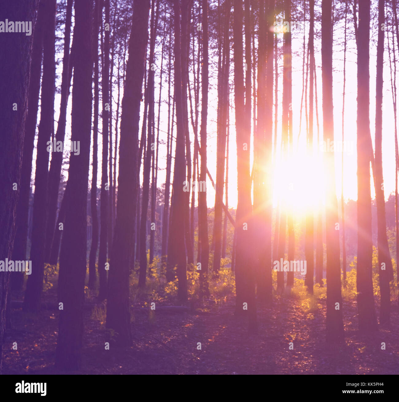 forest at sunset Stock Photo - Alamy