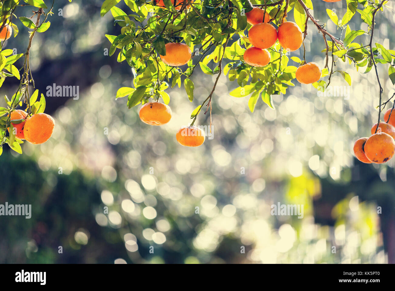 tangerine in garden Stock Photo - Alamy