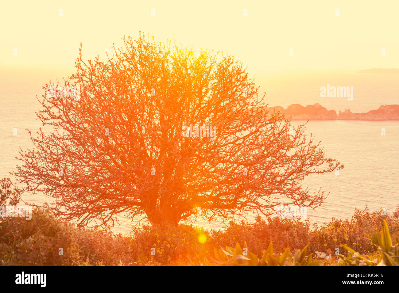 Alone tree on sunset Stock Photo - Alamy