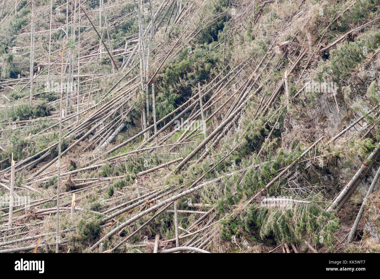 The broken trees after powerful hurricane - Poland Stock Photo - Alamy