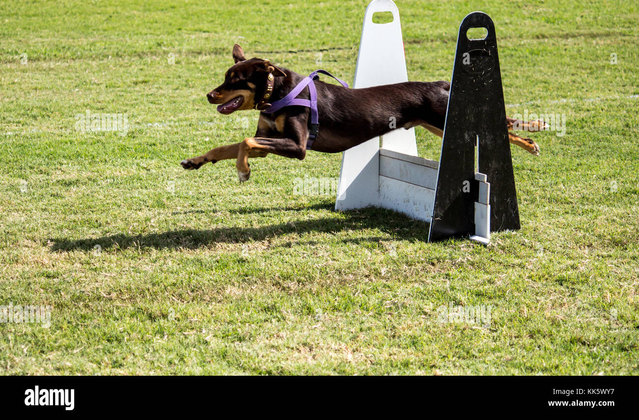 Brown pet dog jumping over racing obstacle course wearing purple ...
