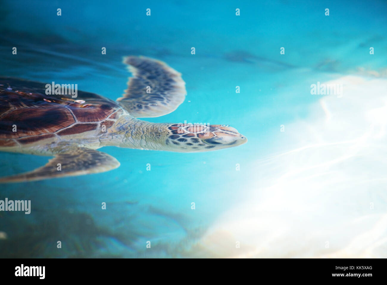 Sri lanka green sea turtle beach hi-res stock photography and images ...