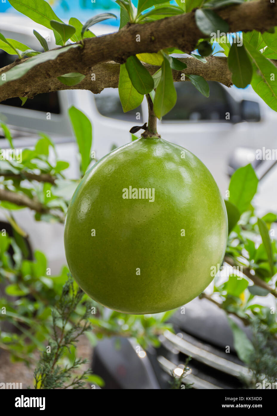 Crescentia cujete hi-res stock photography and images - Alamy