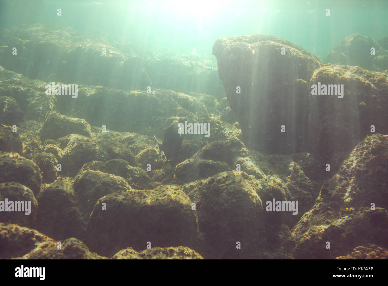 Mexican cenote underwater Stock Photo - Alamy