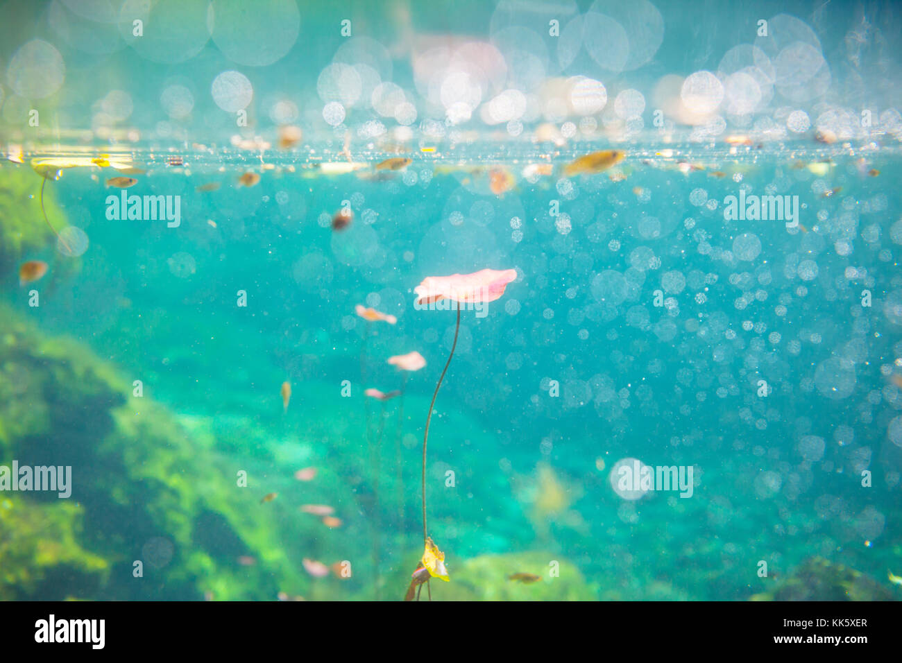 Mexican cenote underwater Stock Photo - Alamy