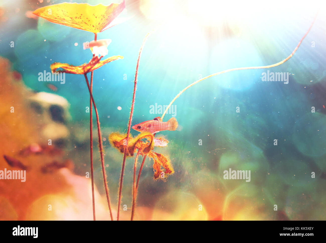 Mexican cenote underwater Stock Photo - Alamy
