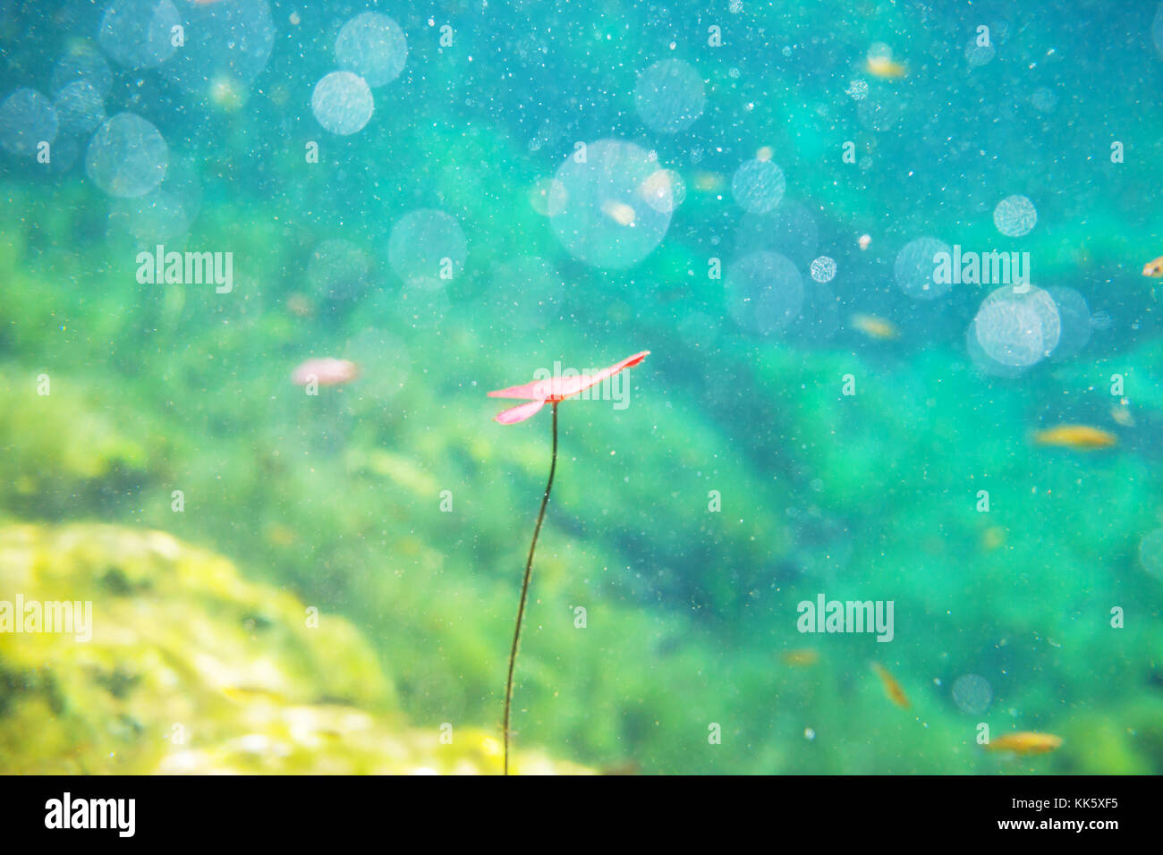 Mexican cenote underwater Stock Photo - Alamy