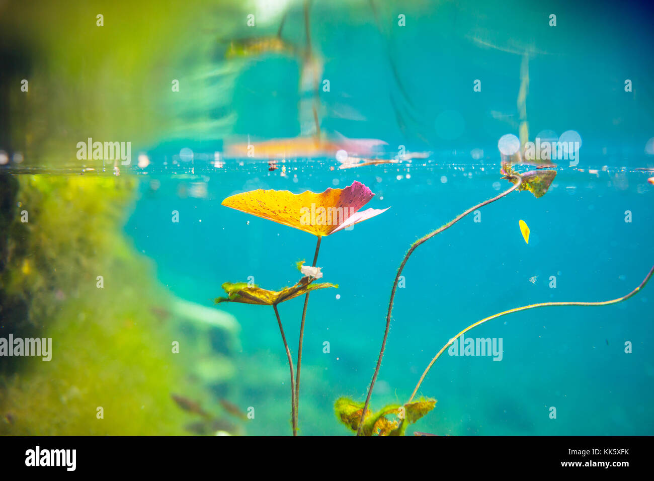 Mexican cenote underwater Stock Photo - Alamy