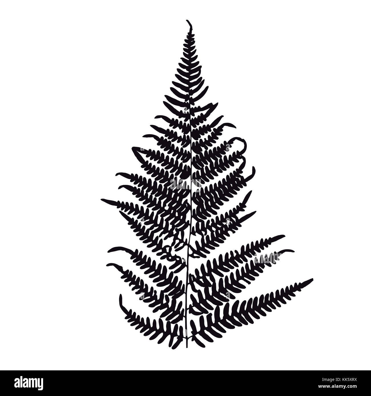 Fern leaf silhouette. Vector illustration Stock Photo - Alamy
