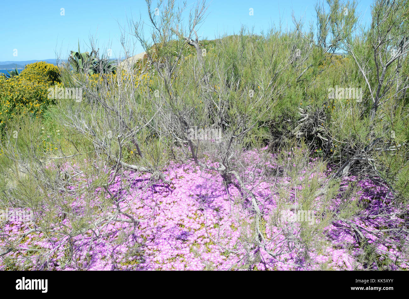 Embiez island landscape, pink flowers, near Bandol, french riviera and ...