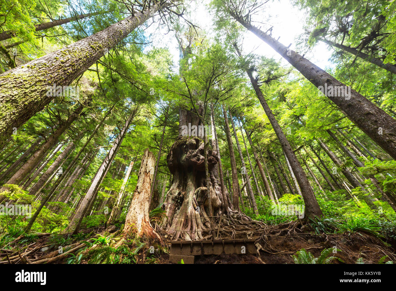 Rain forest in Vancouver island, British Columbia, Canada Stock Photo ...