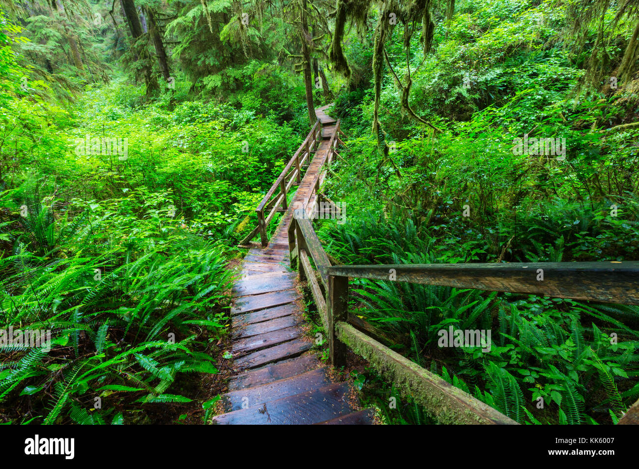 Rain forest in Vancouver island, British Columbia, Canada Stock Photo ...