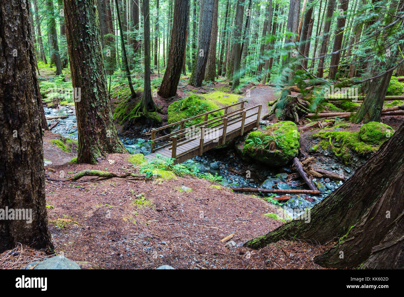 Rain forest in Vancouver island, British Columbia, Canada Stock Photo ...
