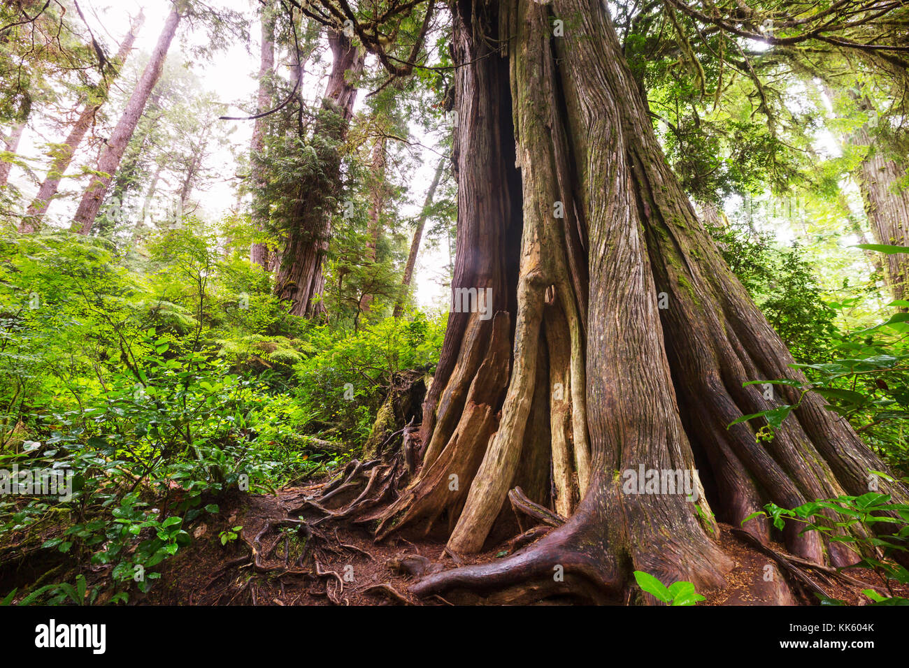 Rain forest in Vancouver island, British Columbia, Canada Stock Photo ...