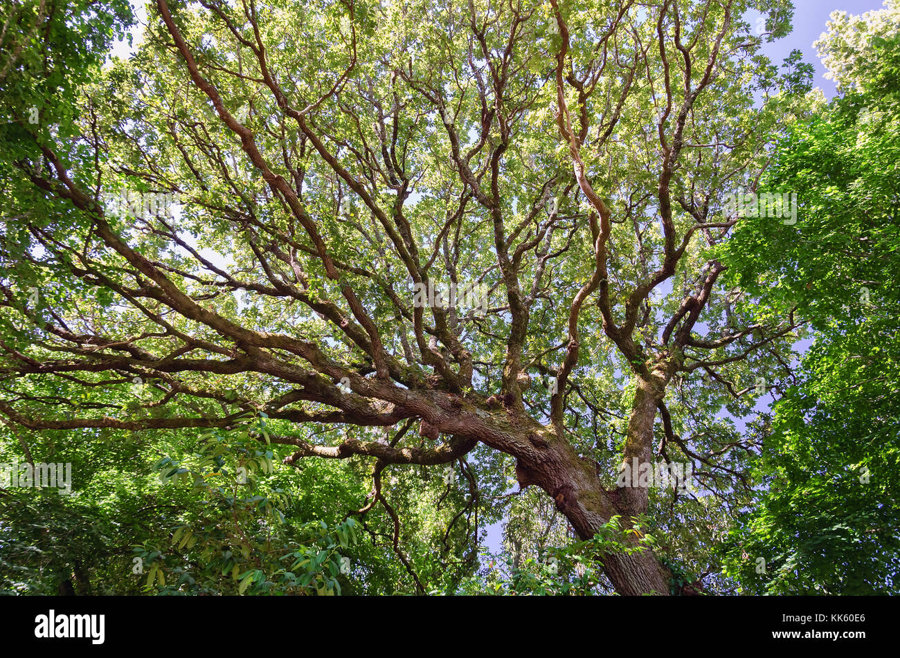 Beautifully shaped trunk and branches of huge oak tree from below. Sky ...