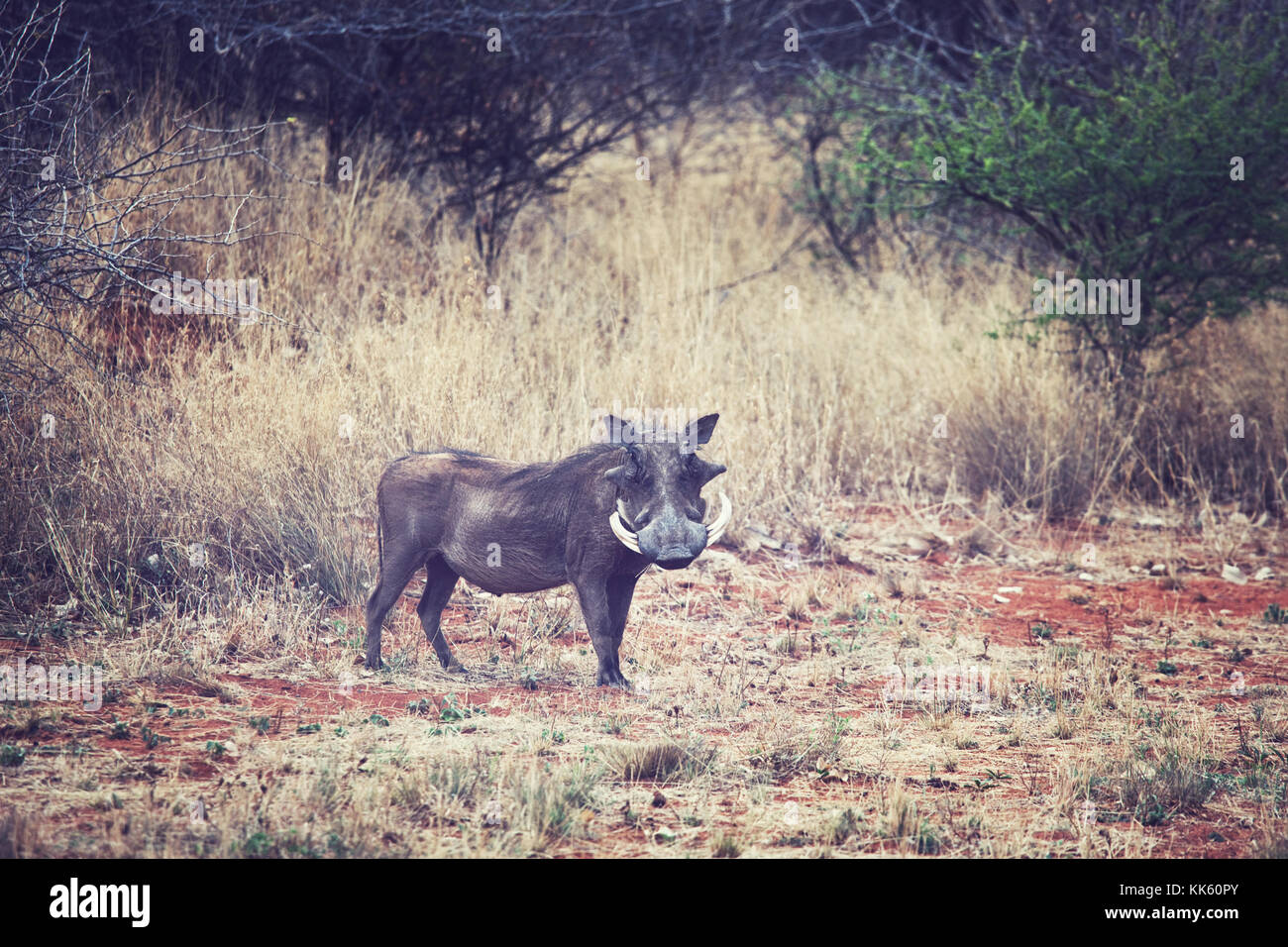Male warthog warts hi-res stock photography and images - Alamy