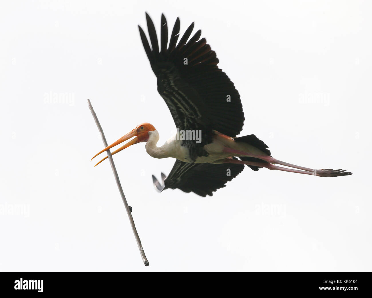 Since july 24 Cut Out Stock Images & Pictures - Alamy