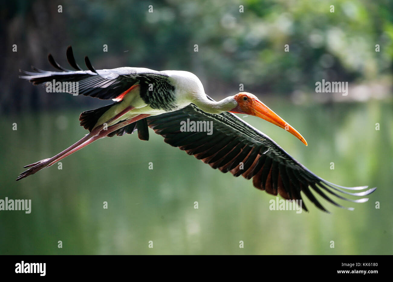 Milky Stork flying at park in Kuala Lumpur, July 24, 2017 Stock Photo ...