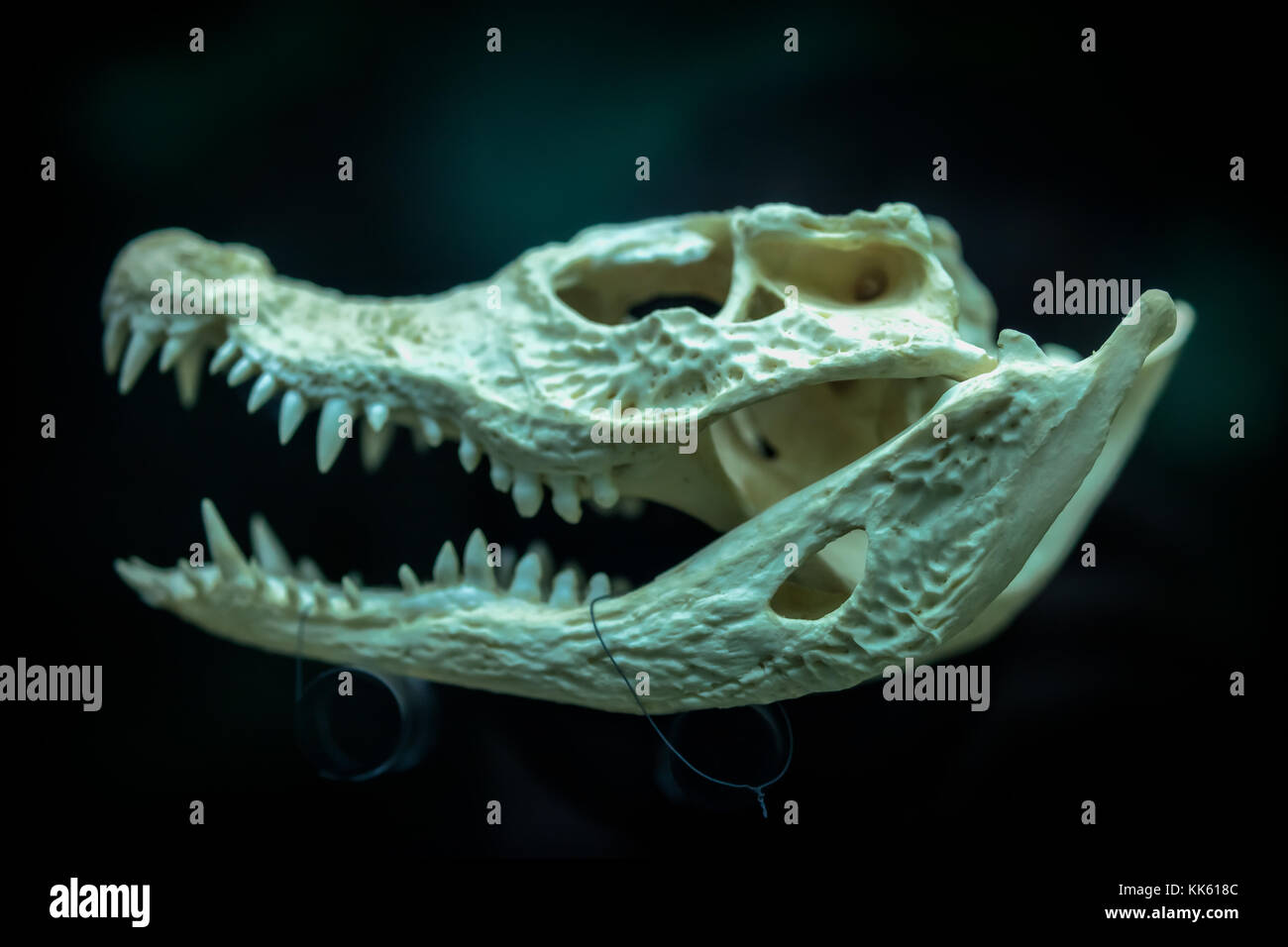 Dwarf Crocodile Skull
