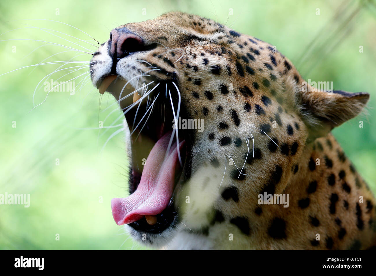 Leopard sitting and open the mouth at park in Kuala Lumpur, July 24 ...