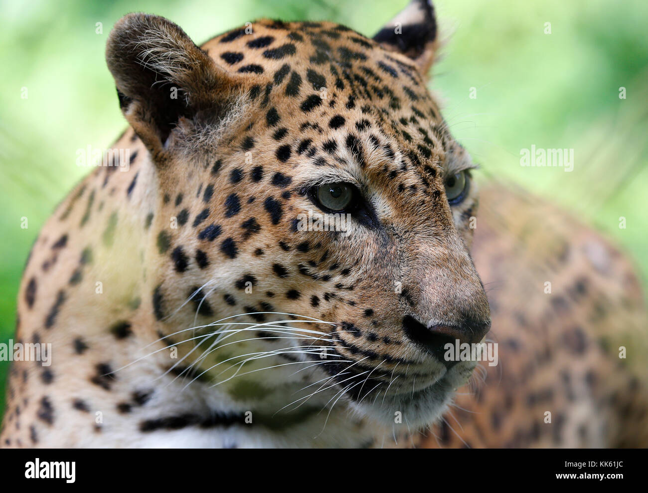 Close-up of Leopard sitting at the wood bench at park in Kuala Lumpur ...