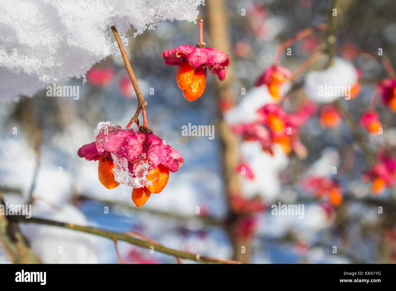 Spindleberry Stock Photos & Spindleberry Stock Images - Alamy