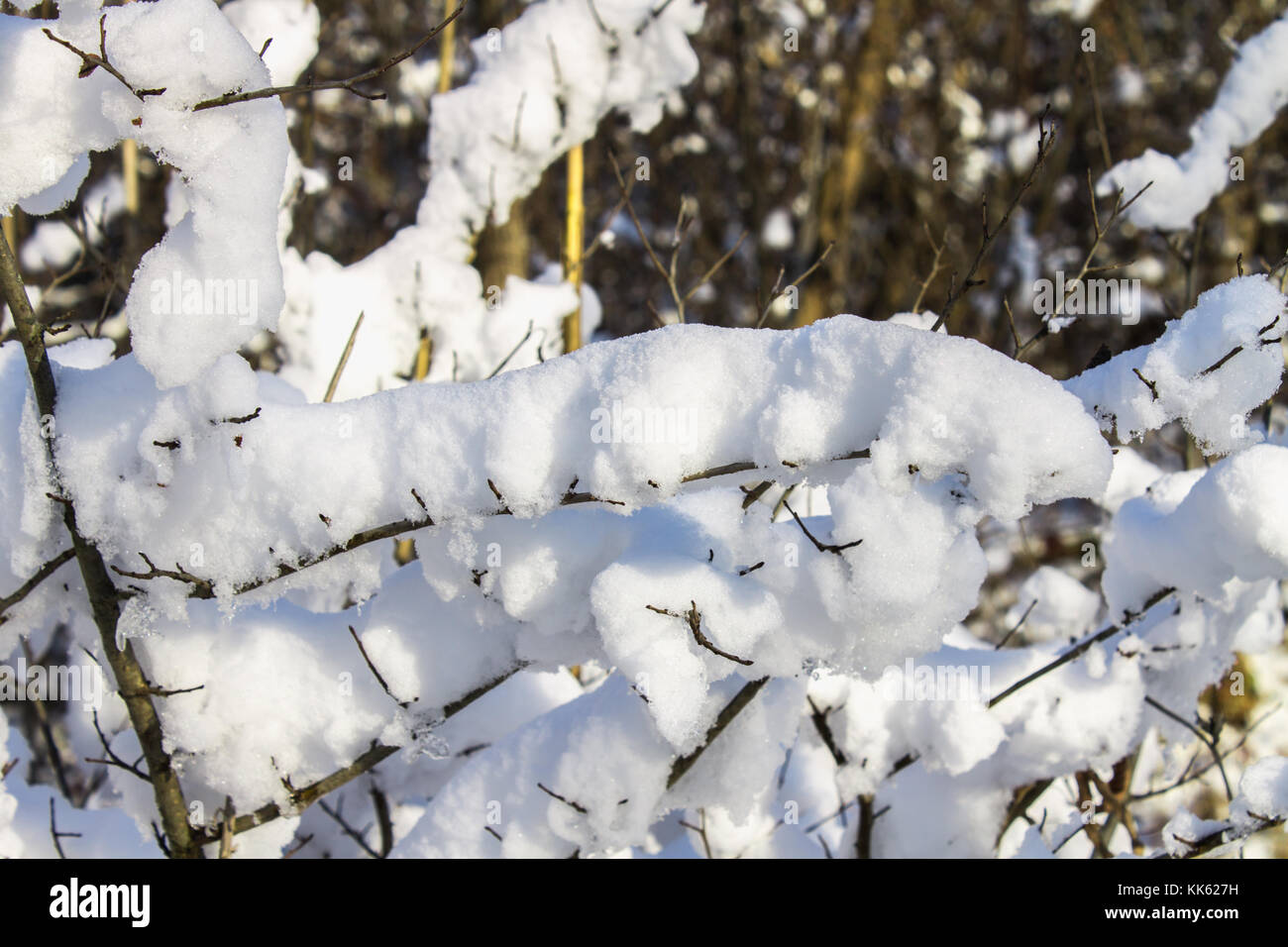 Twigs of tree covered of hoarfrost and snow on background of winter ...