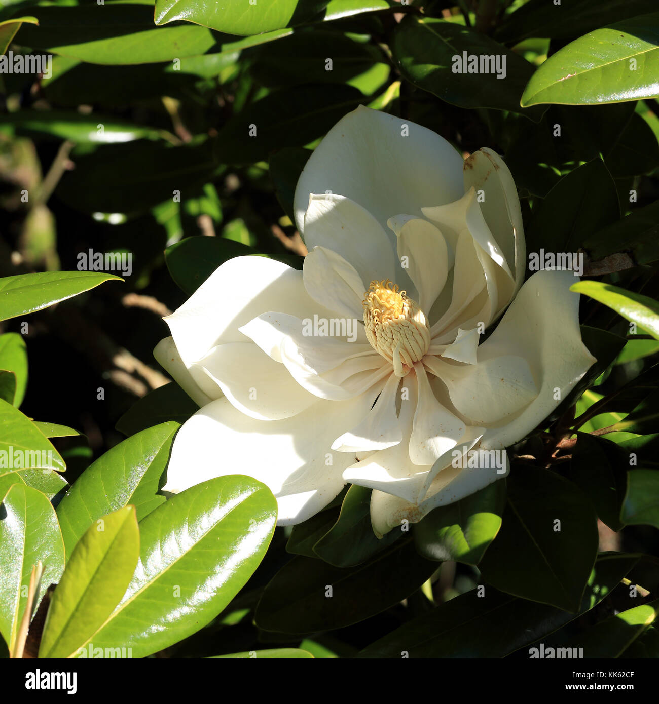 Big white tree flower macro hi-res stock photography and images - Alamy