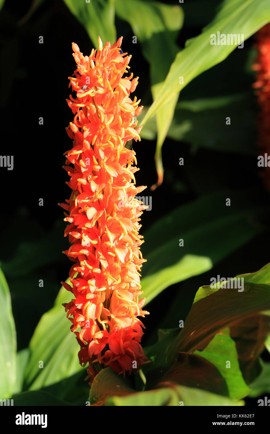 Flowerhead of a Ginger species (Zingiber sp Stock Photo - Alamy