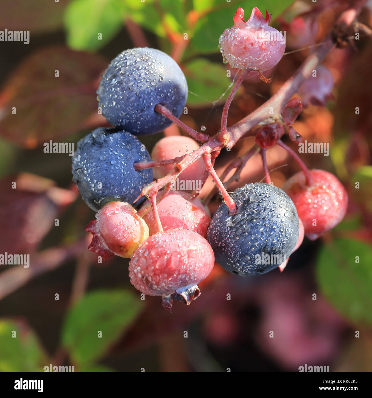 Cultivated blueberry hi-res stock photography and images - Alamy