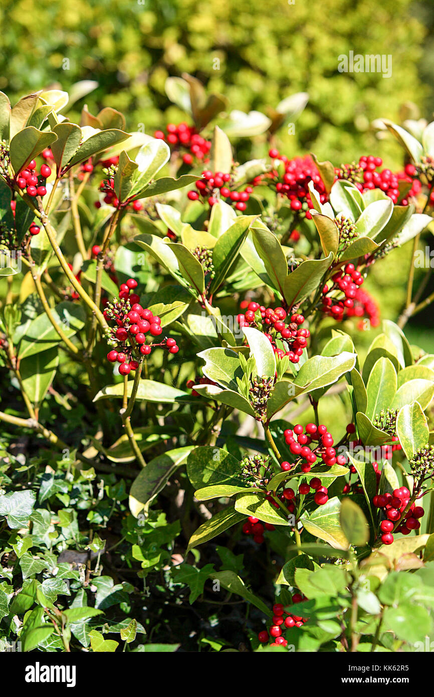 Locally grown shrub with bright red berries. Captured in Acton Burnell ...